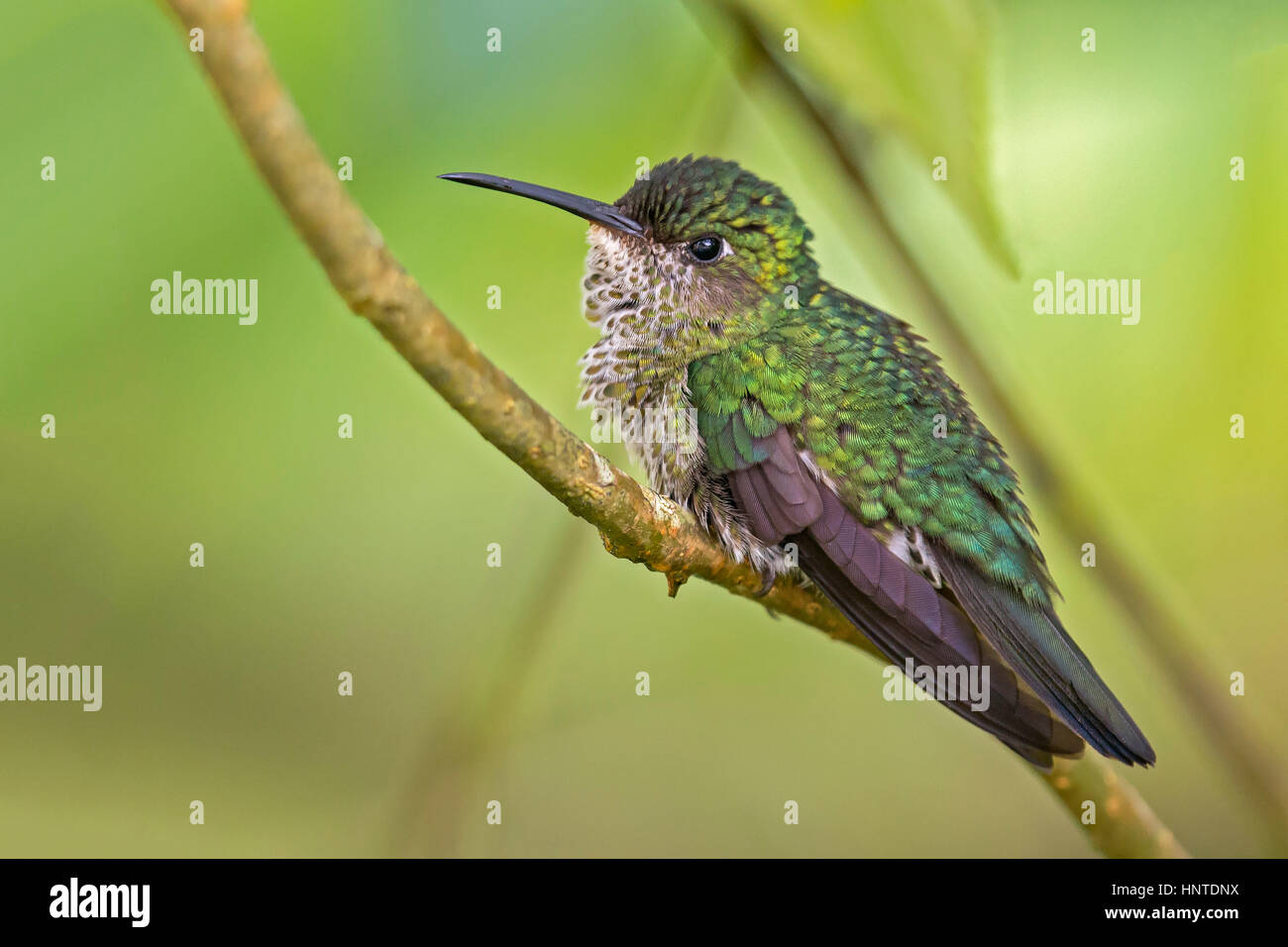 Many-spotted Hummingbird (Taphrospilus hypostictus), Wildsumaco ...