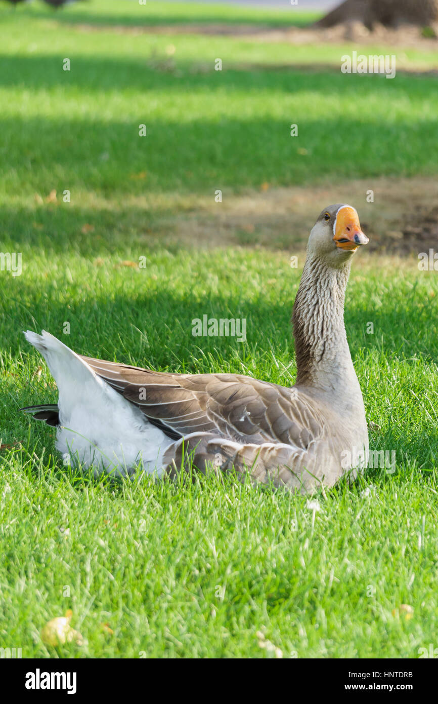 Gray goose with orange bill and white tail sitting on green grass Stock ...