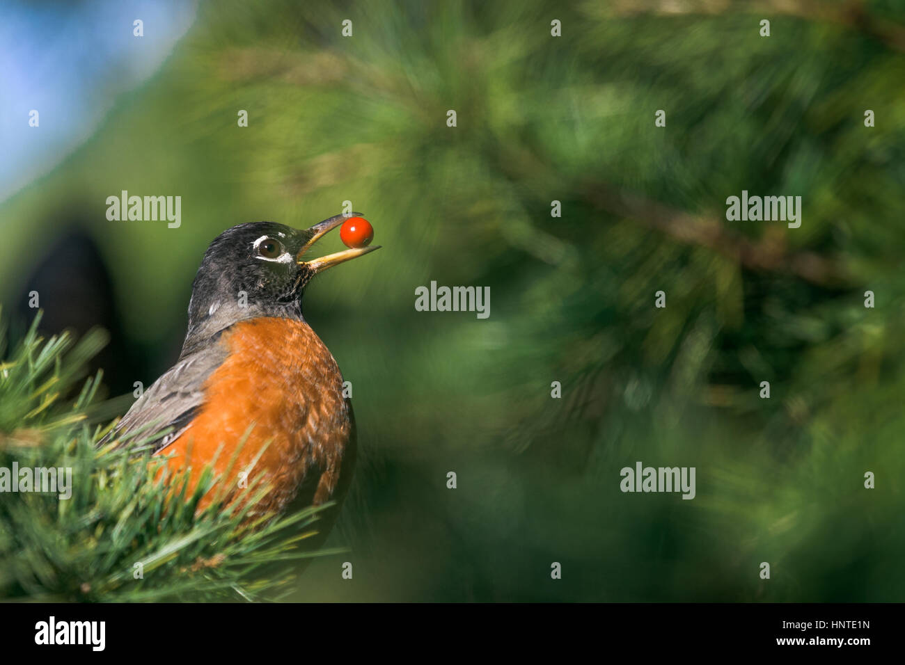American robin showing bird hi-res stock photography and images - Alamy
