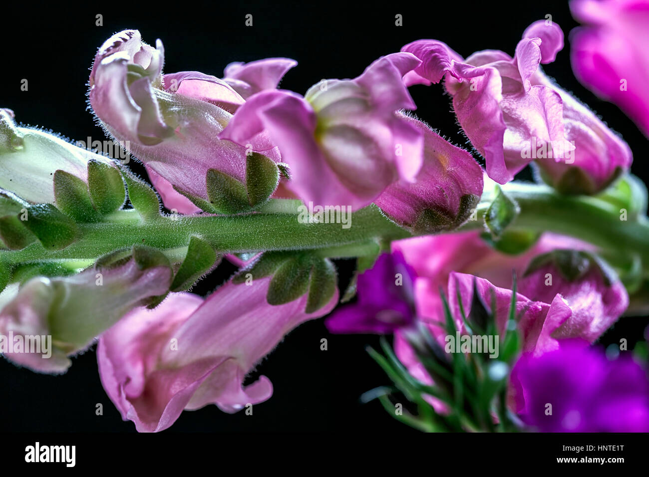 Snapdragon bud hi-res stock photography and images - Alamy
