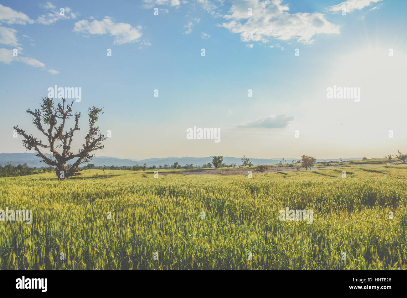 indian agricultural field Stock Photo - Alamy
