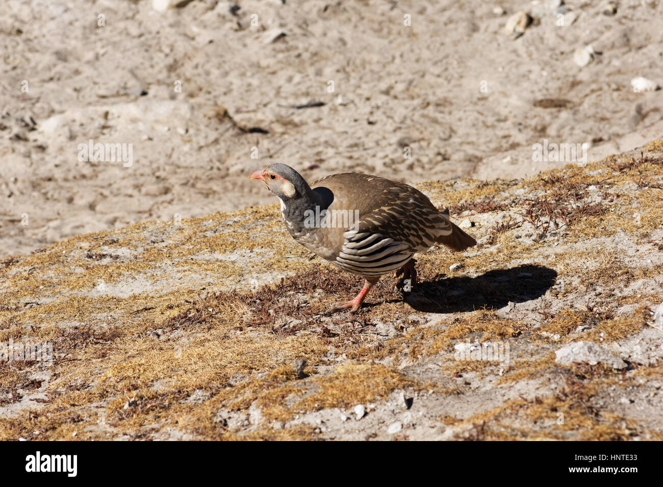 tibetan snowcock or Tetraogallus tibetanus in Nepal Stock Photo - Alamy