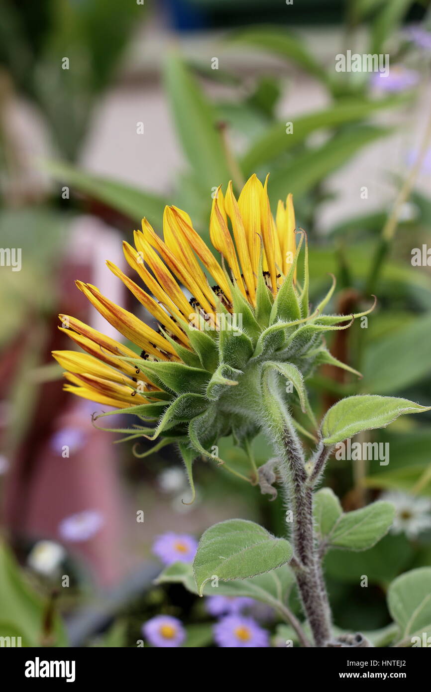 Blooming Royal Velvet sunflower - back view Stock Photo - Alamy