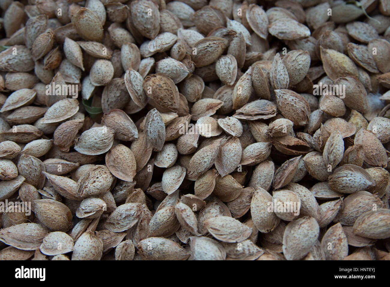 Almonds shells detail Stock Photo - Alamy