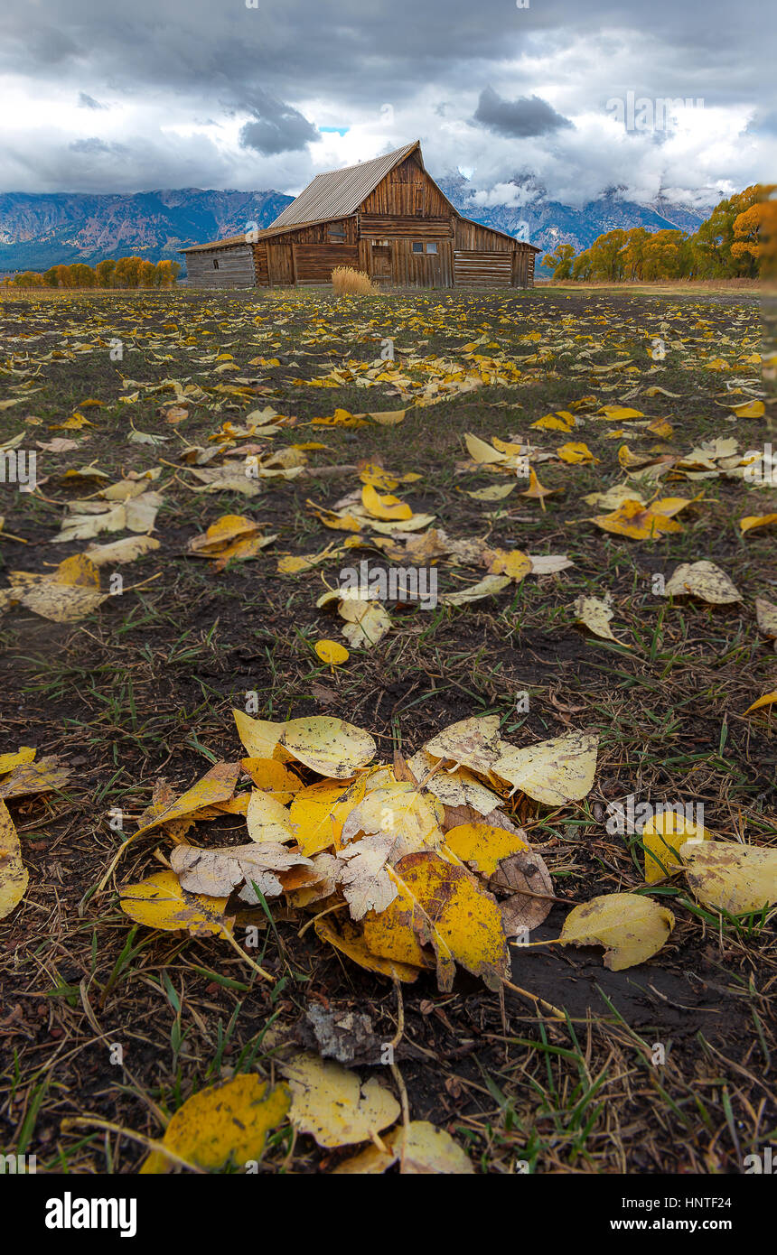 Wonderful Autumn at Mormon Row Historic in Grand Teton National Park ...