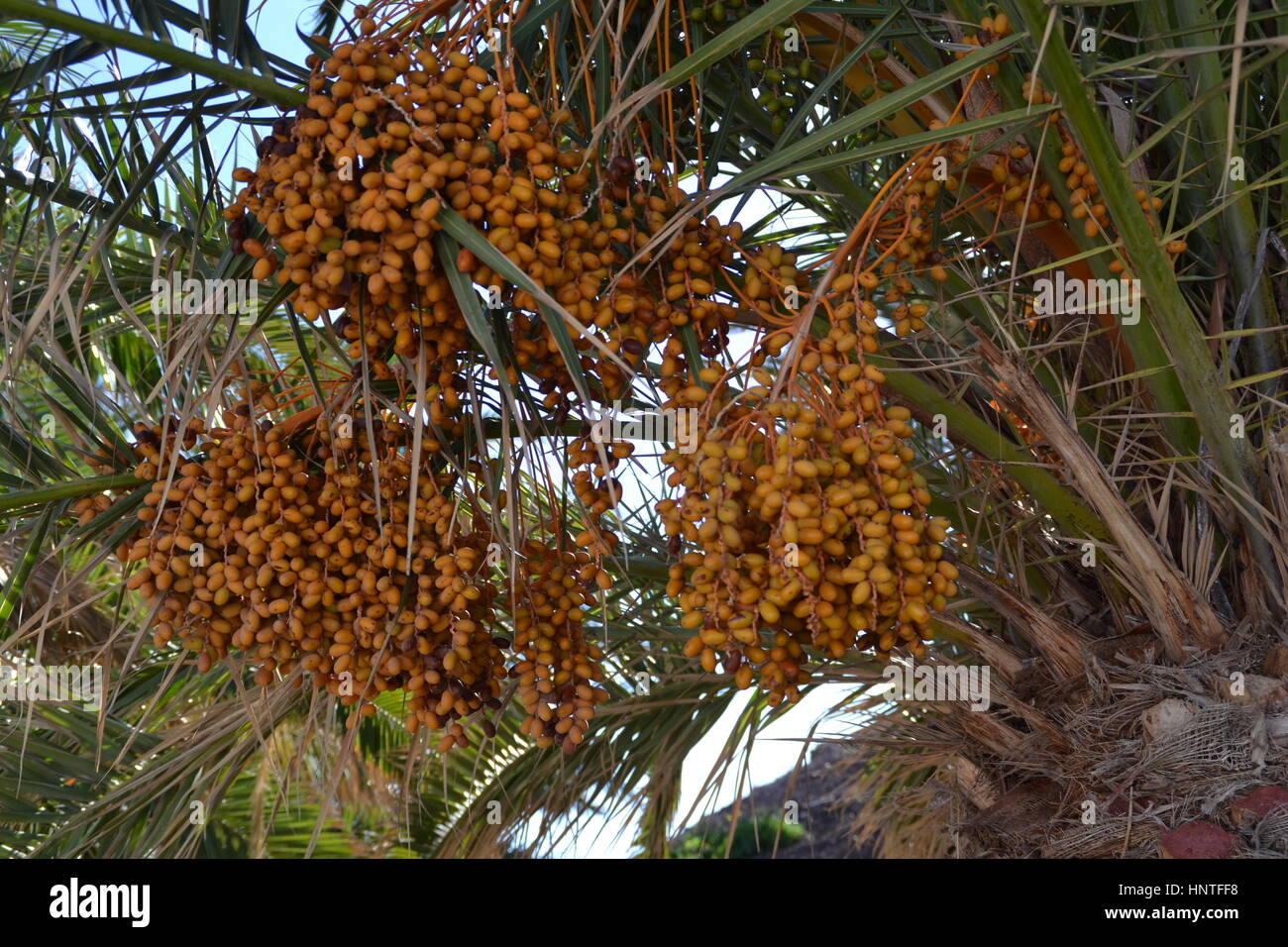 Unbranched evergreen tree hi-res stock photography and images - Alamy