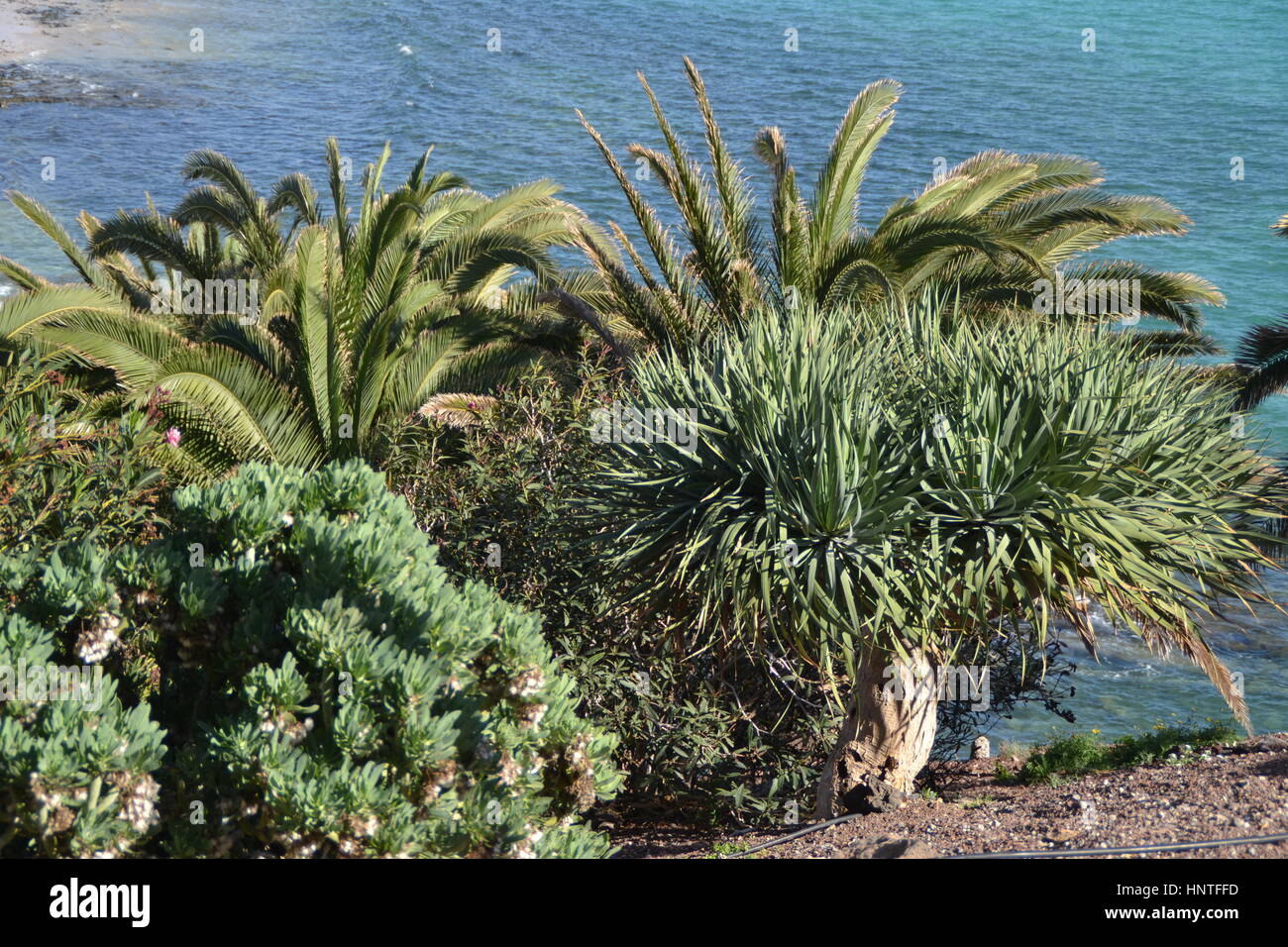 Unbranched evergreen tree hi-res stock photography and images - Alamy
