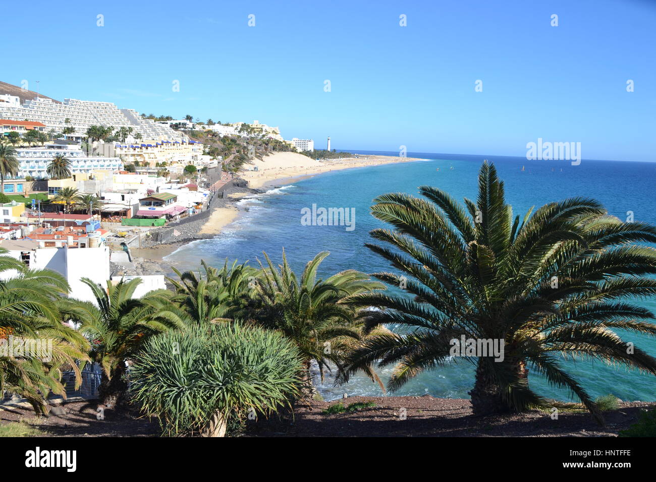 Unbranched evergreen tree hi-res stock photography and images - Alamy