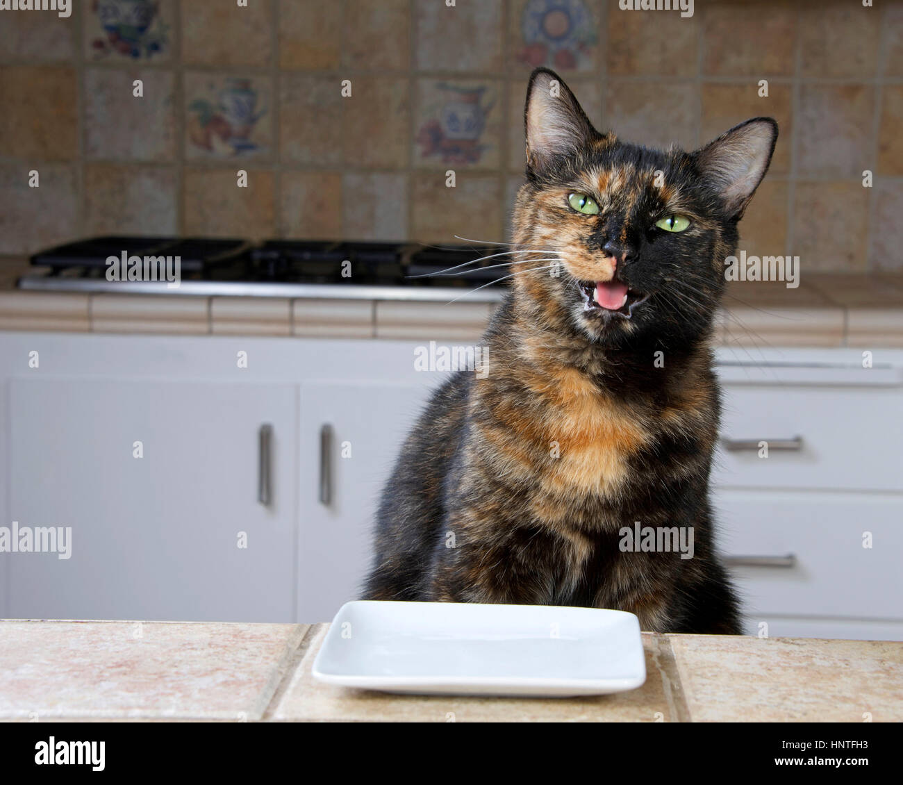 Tortoiseshell or Tortie Tabby cat sitting at the counter with an empty ...