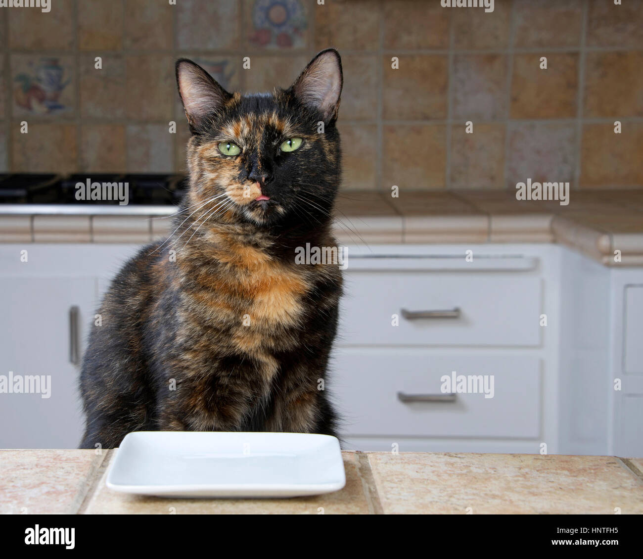 Tortoiseshell or Tortie Tabby cat sitting at the counter with an empty ...
