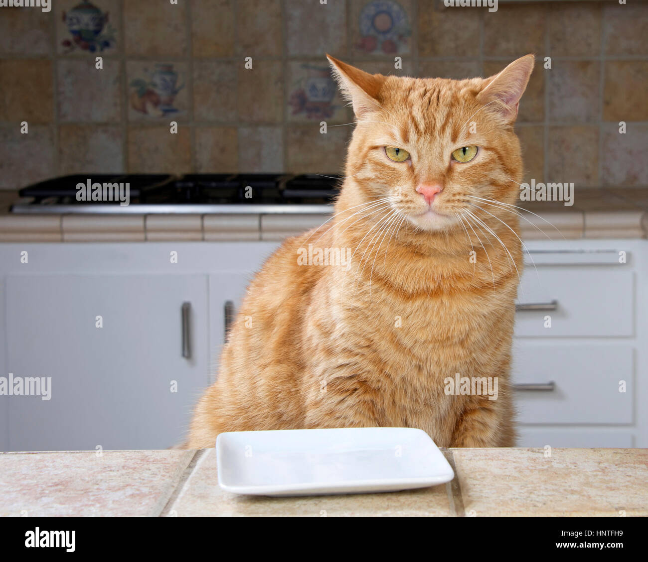 Male orange tabby cat sitting at the counter with an empty plate ...