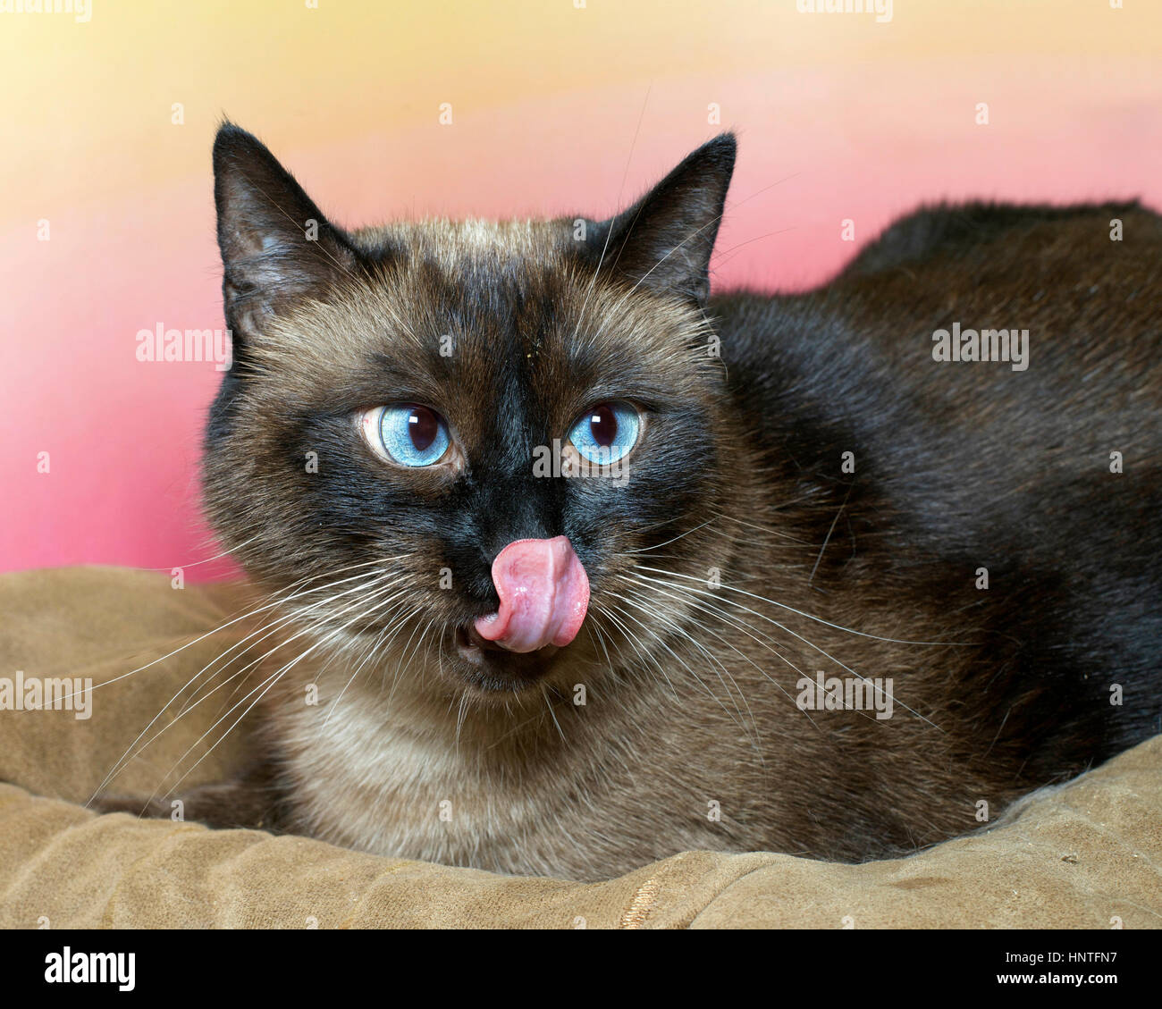 Very large overweight siamese cat on a pink and yellow background with ...