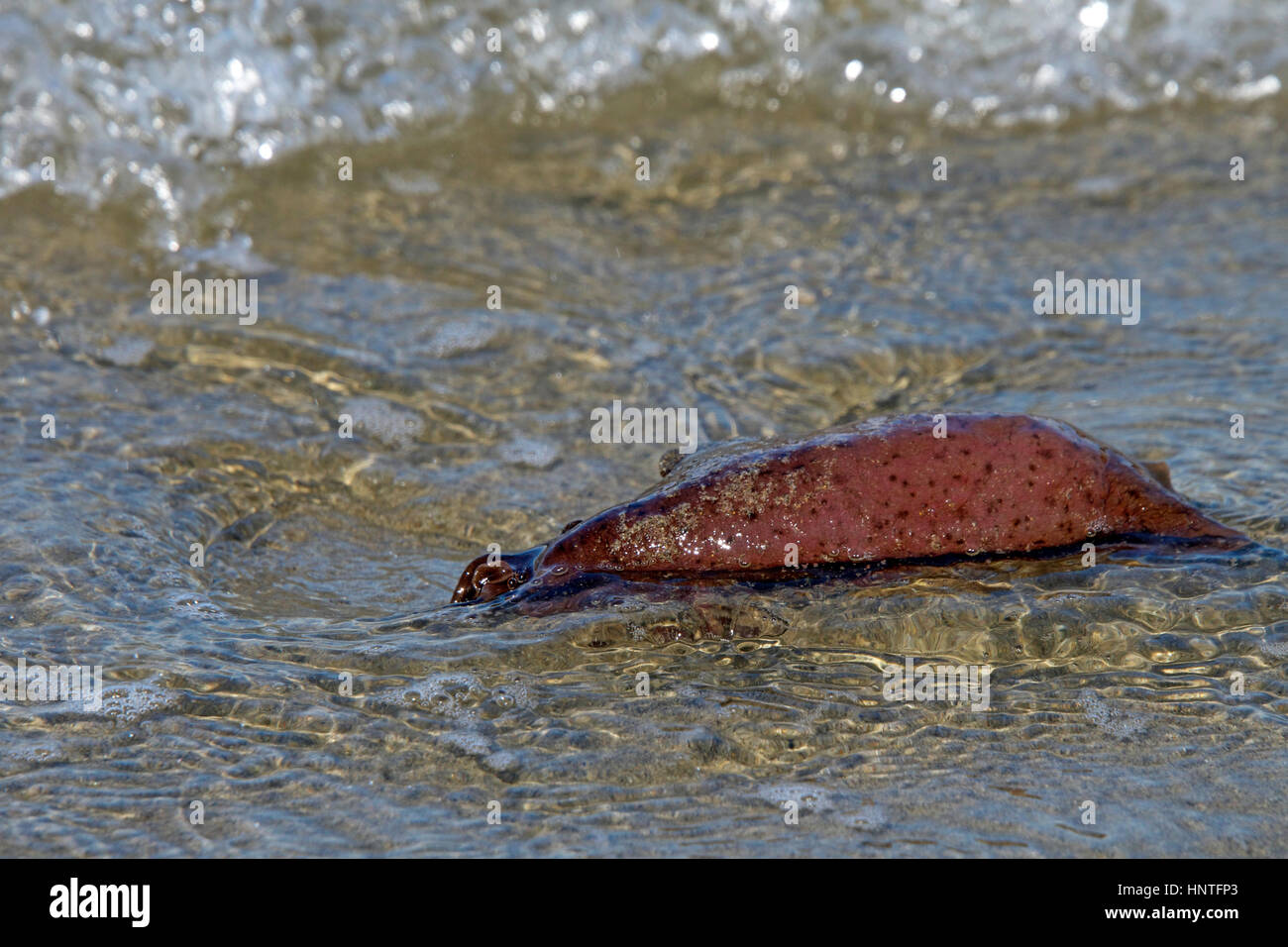 The life cycle of a sea hare is about one year. After they lay eggs ...