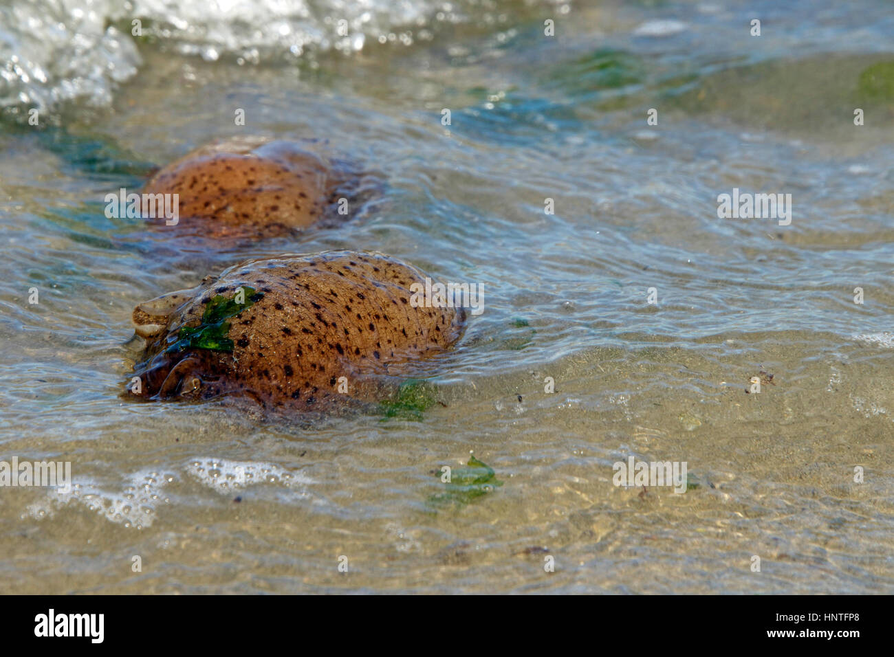 The life cycle of a sea hare is about one year. After they lay eggs ...