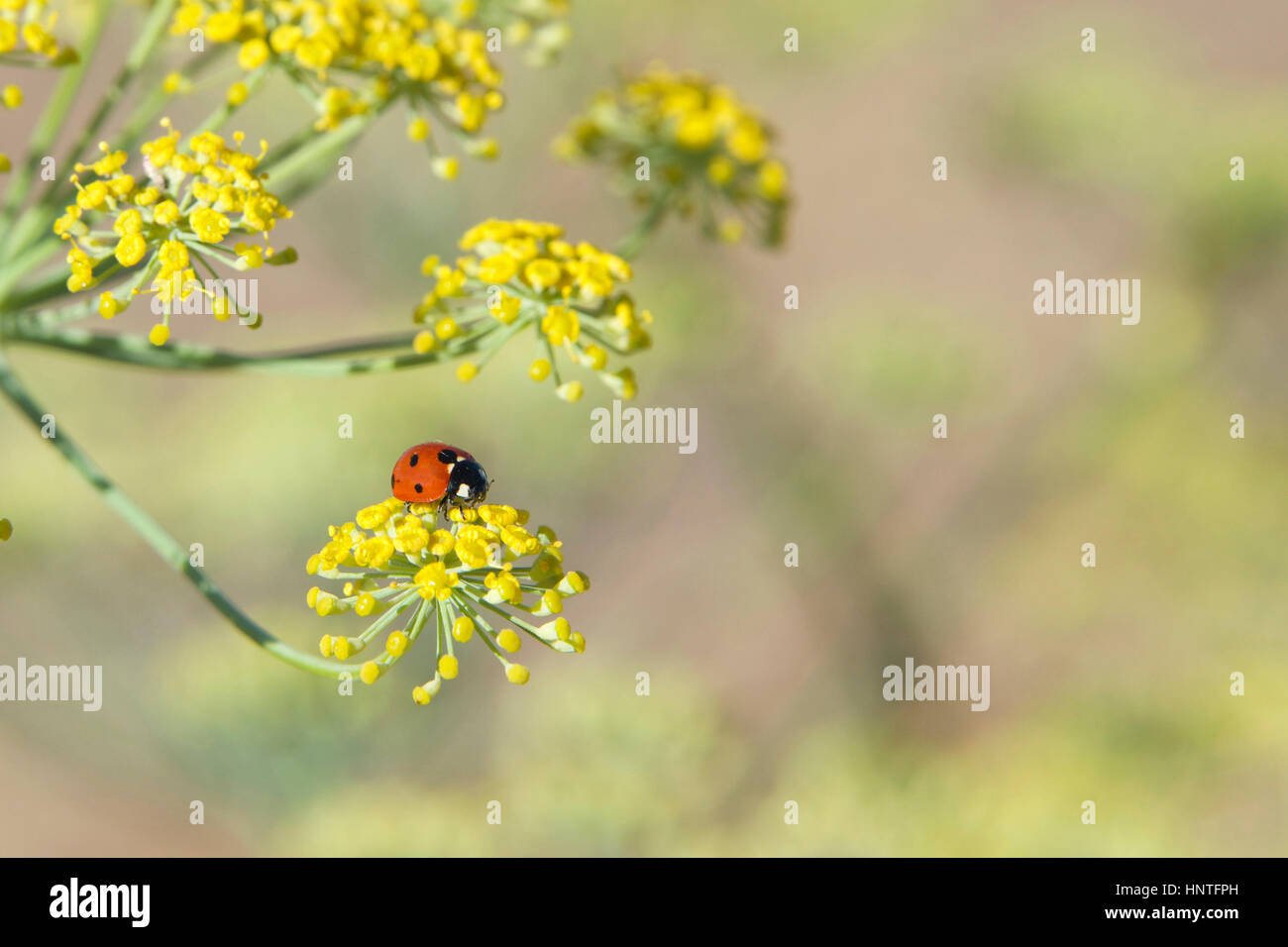 ladybug on yellow flowers, generally considered useful insects, because ...