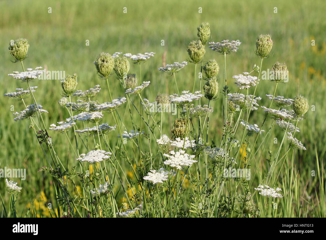 white flower meadow summer landscape Stock Photo - Alamy