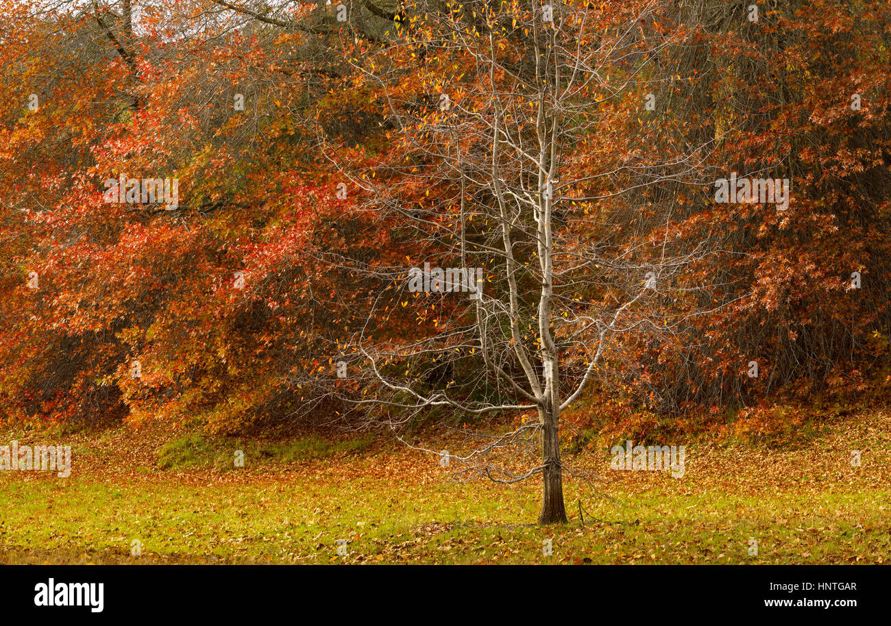 Autumn forest in the Mount Lofty Botanic Garden, Adelaide, South ...