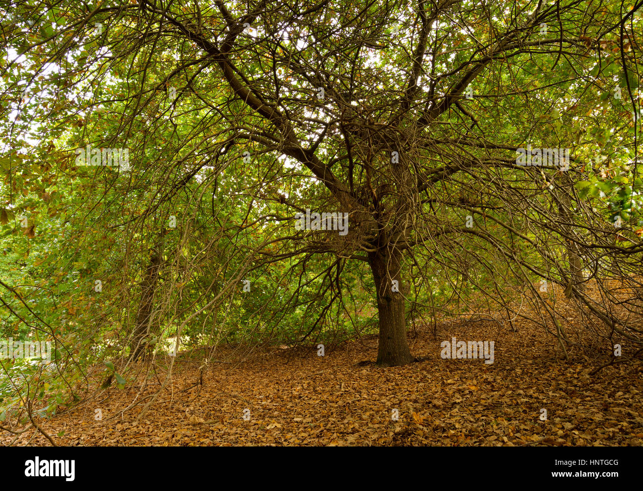 Autumn forest in the Mount Lofty Botanic Garden, Adelaide, South ...