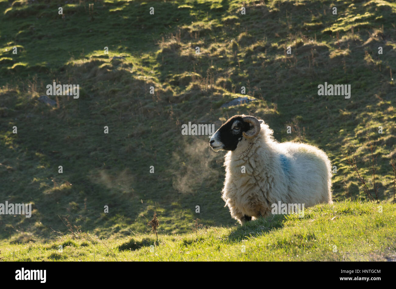 A Swaledale sheep in a field Stock Photo - Alamy