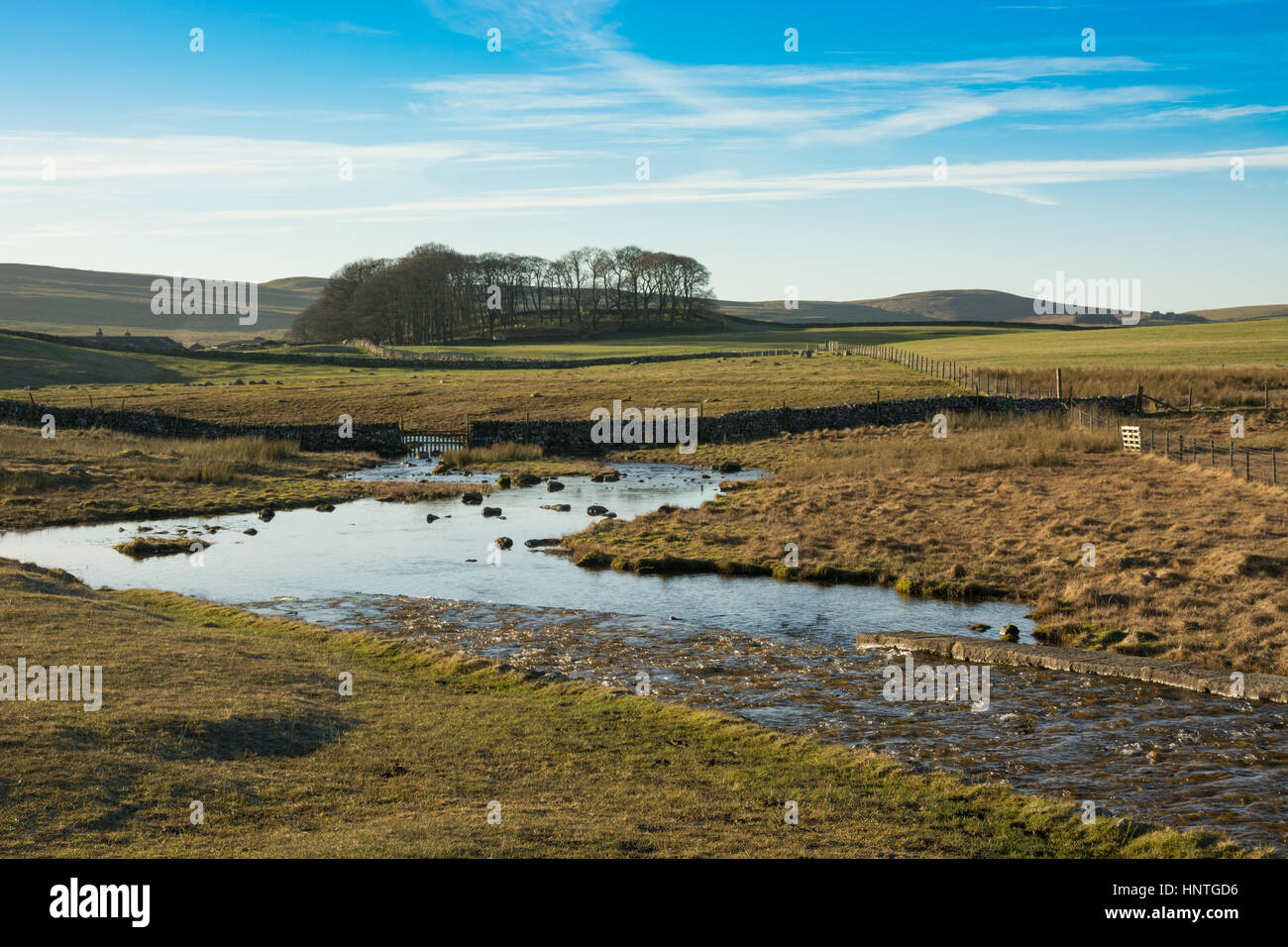 Copse of trees at Malhamdale Stock Photo - Alamy