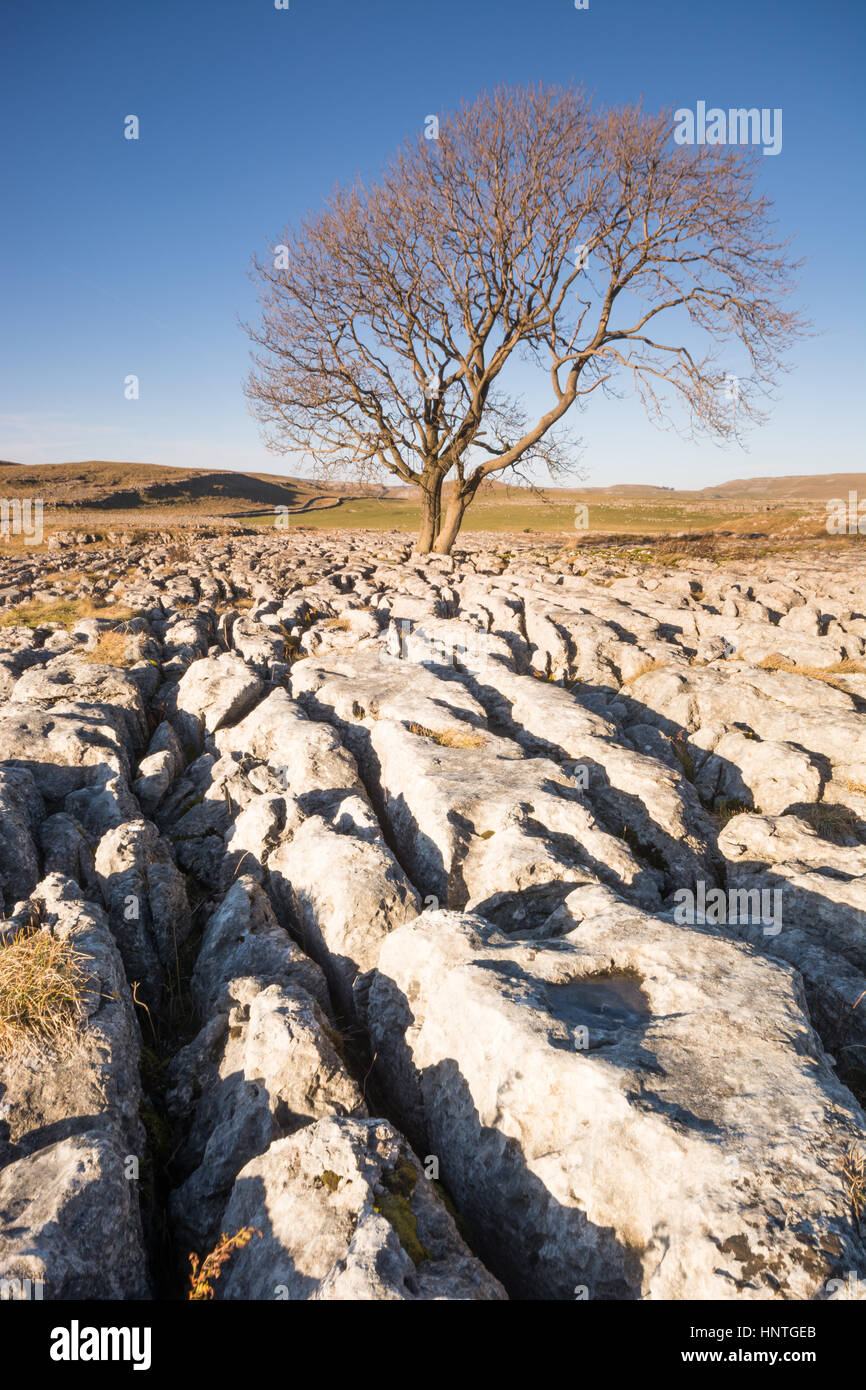 Lone ash tree on limestone pavements Stock Photo - Alamy Lone ash tree on limestone pavements Stock Photo - Alamy