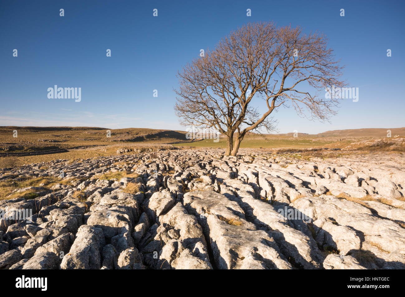 Lone ash tree hi-res stock photography and images - Alamy