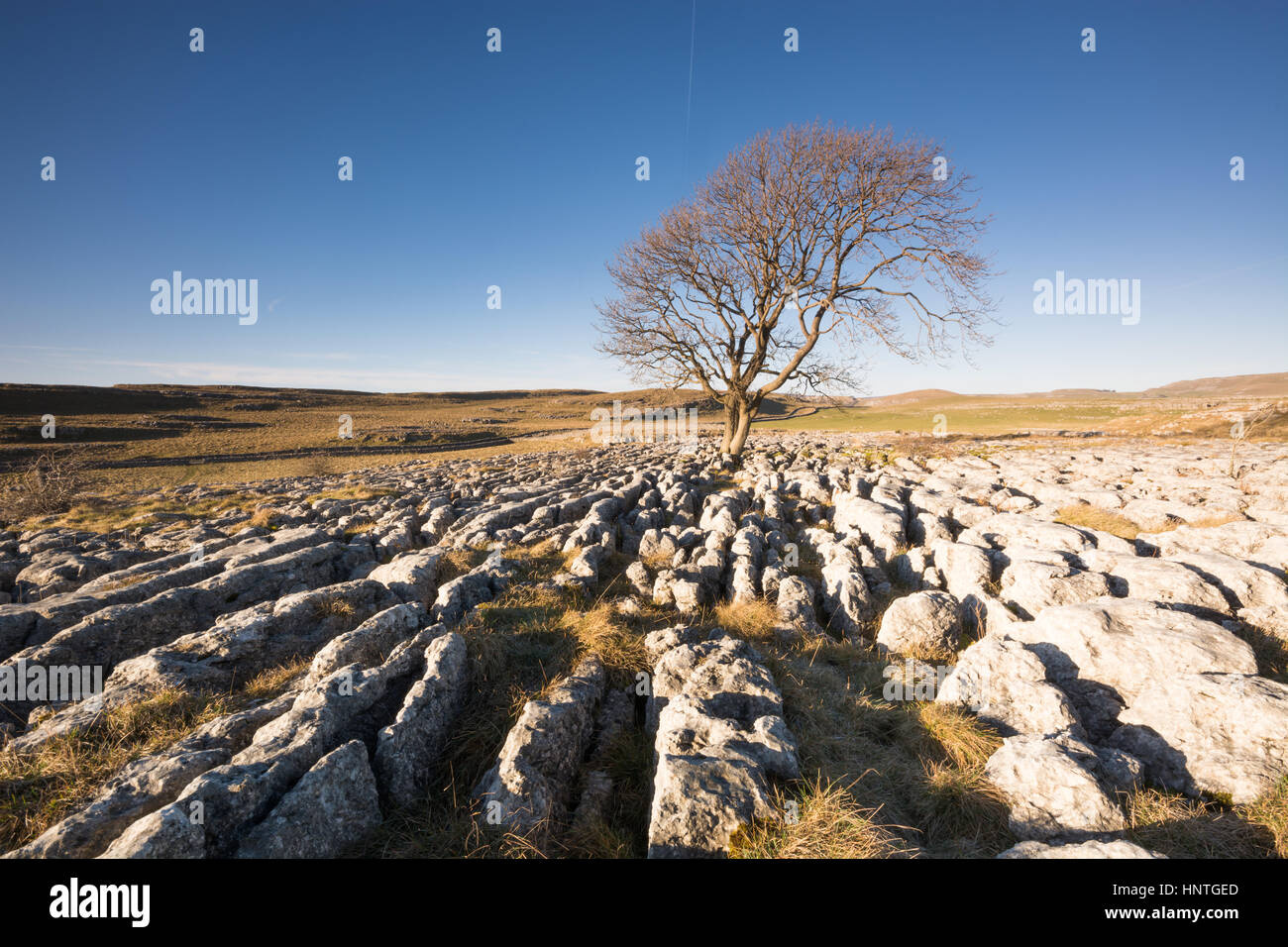 Lone ash tree on limestone pavements Stock Photo - Alamy