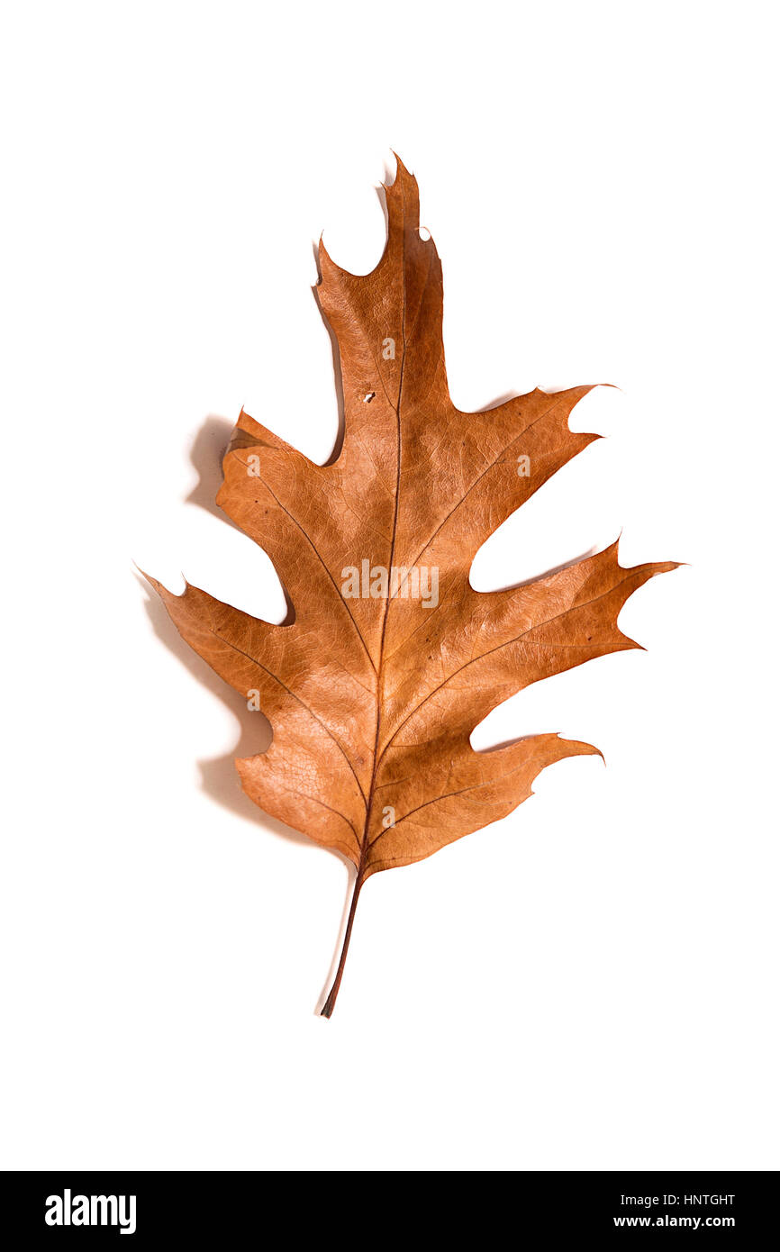 One dry fallen oak leaf on over white Stock Photo - Alamy