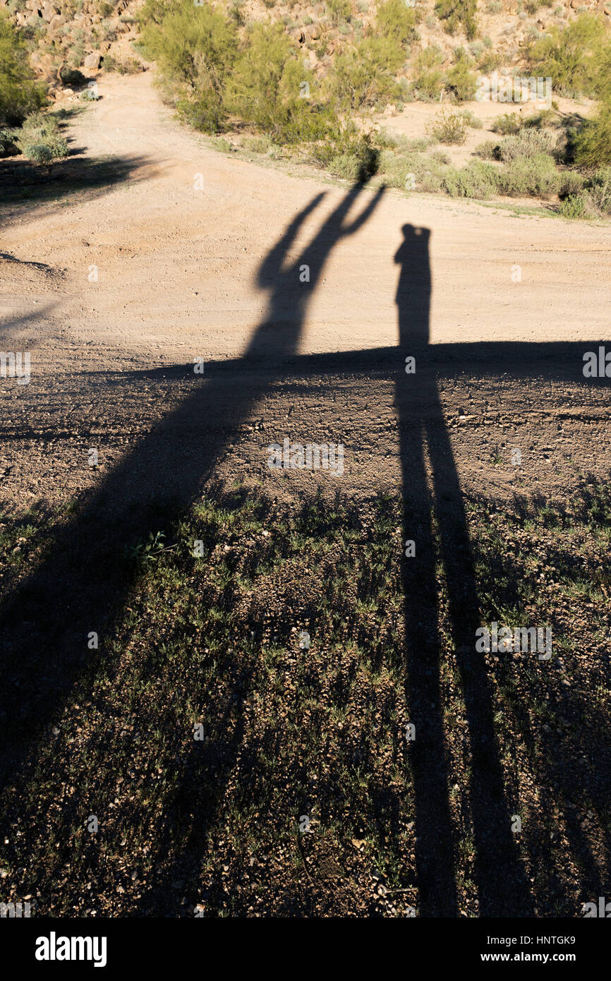 Tall thin cactus hi-res stock photography and images - Alamy