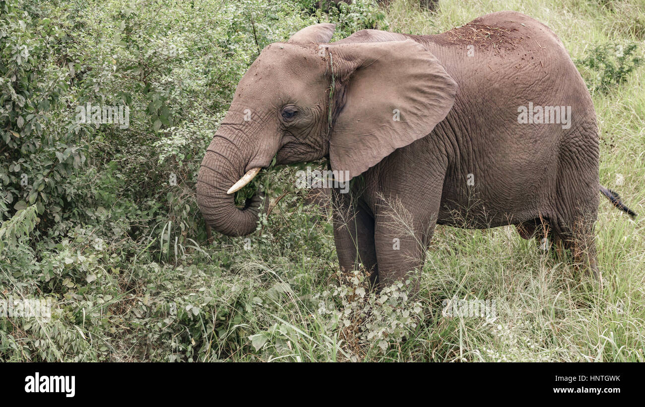 African elephant eating Stock Photo - Alamy
