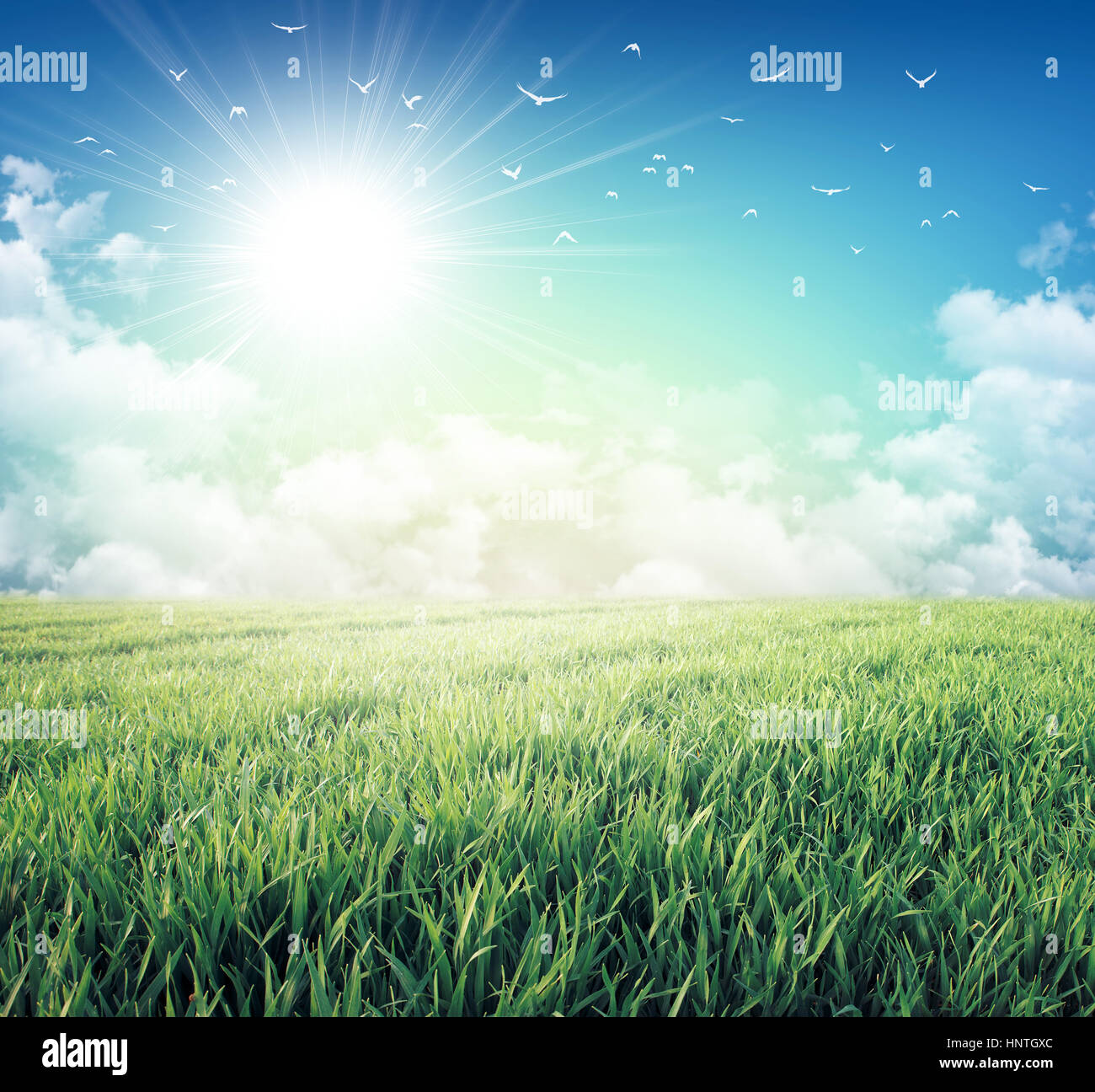 Fresh field of green grass growing slowly under the rising sun and dove ...