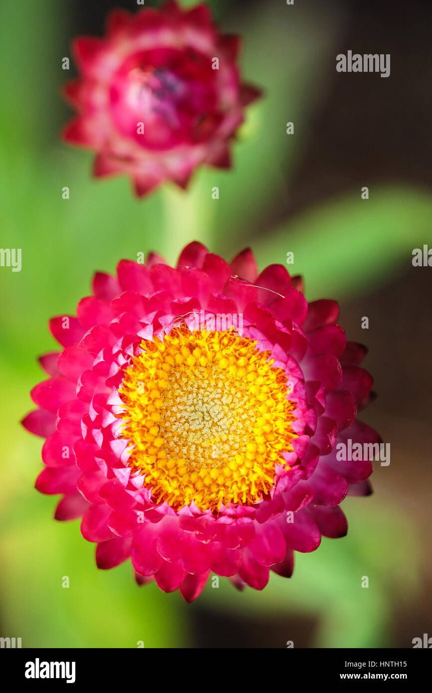 Pink flower close up Stock Photo - Alamy