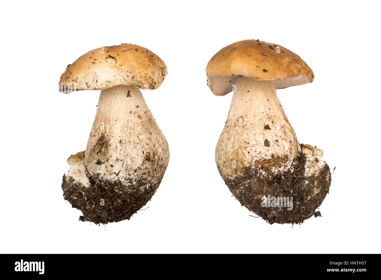 Porcini mushrooms. Cep isolated. The natural color and texture Stock ...