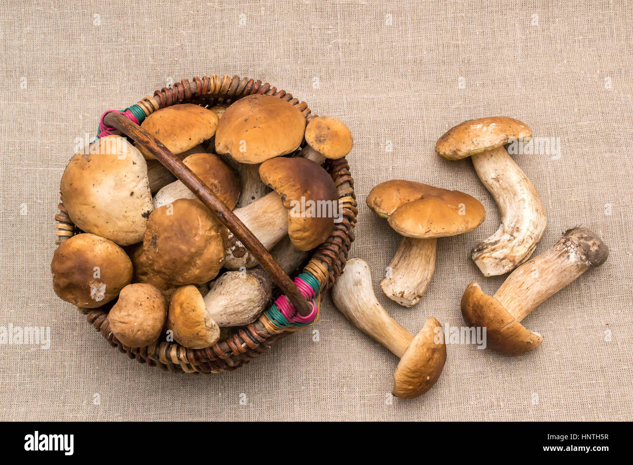 Group of porcini mushrooms on linen. The natural color and texture ...