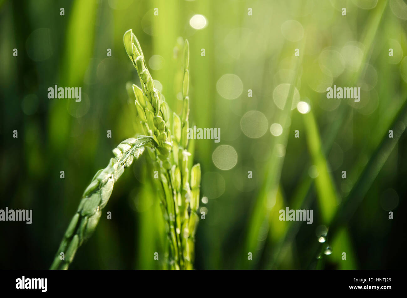 Rice Field Dew Sunset Concept Stock Photo - Alamy