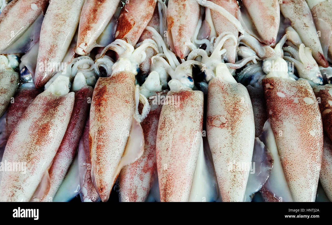 Squid Seafood Tentacle Invertebrate Marine Concept Stock Photo - Alamy