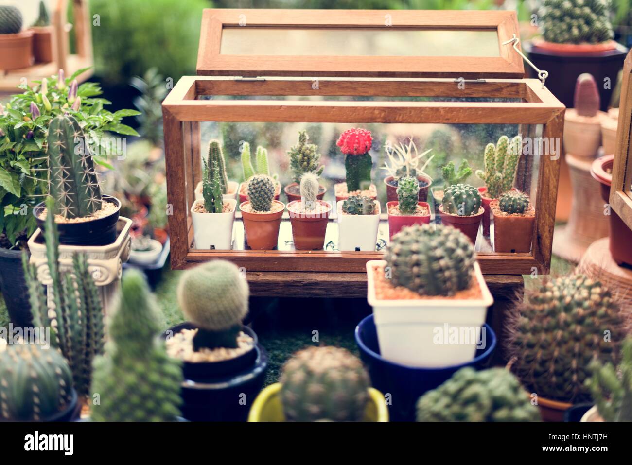 Cactus Display Nature Plants Stock Photo - Alamy