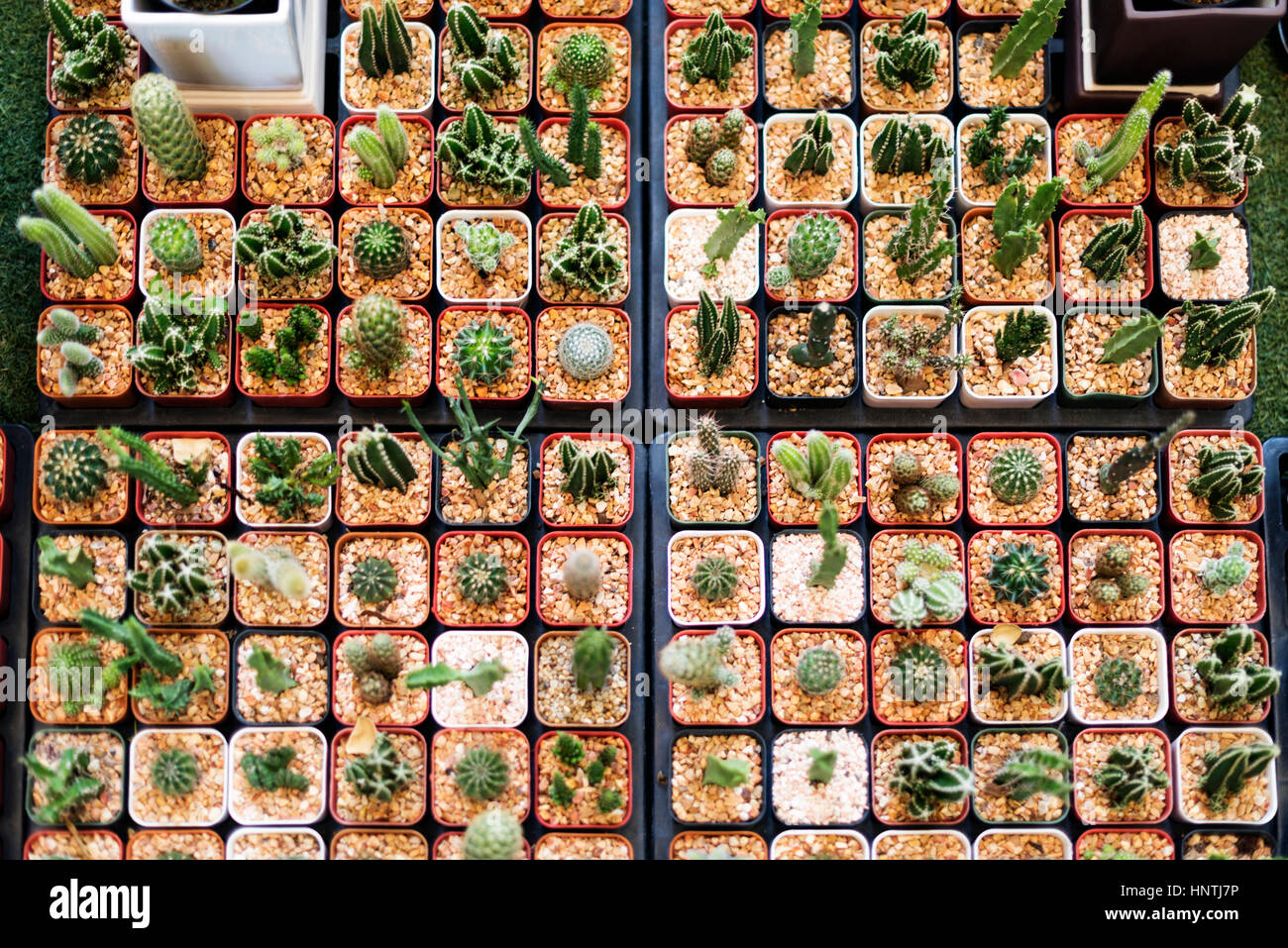 Cactus display hi-res stock photography and images - Alamy