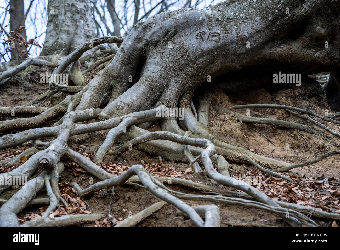 Underground Tree Roots Stock Photos & Underground Tree Roots Stock ...