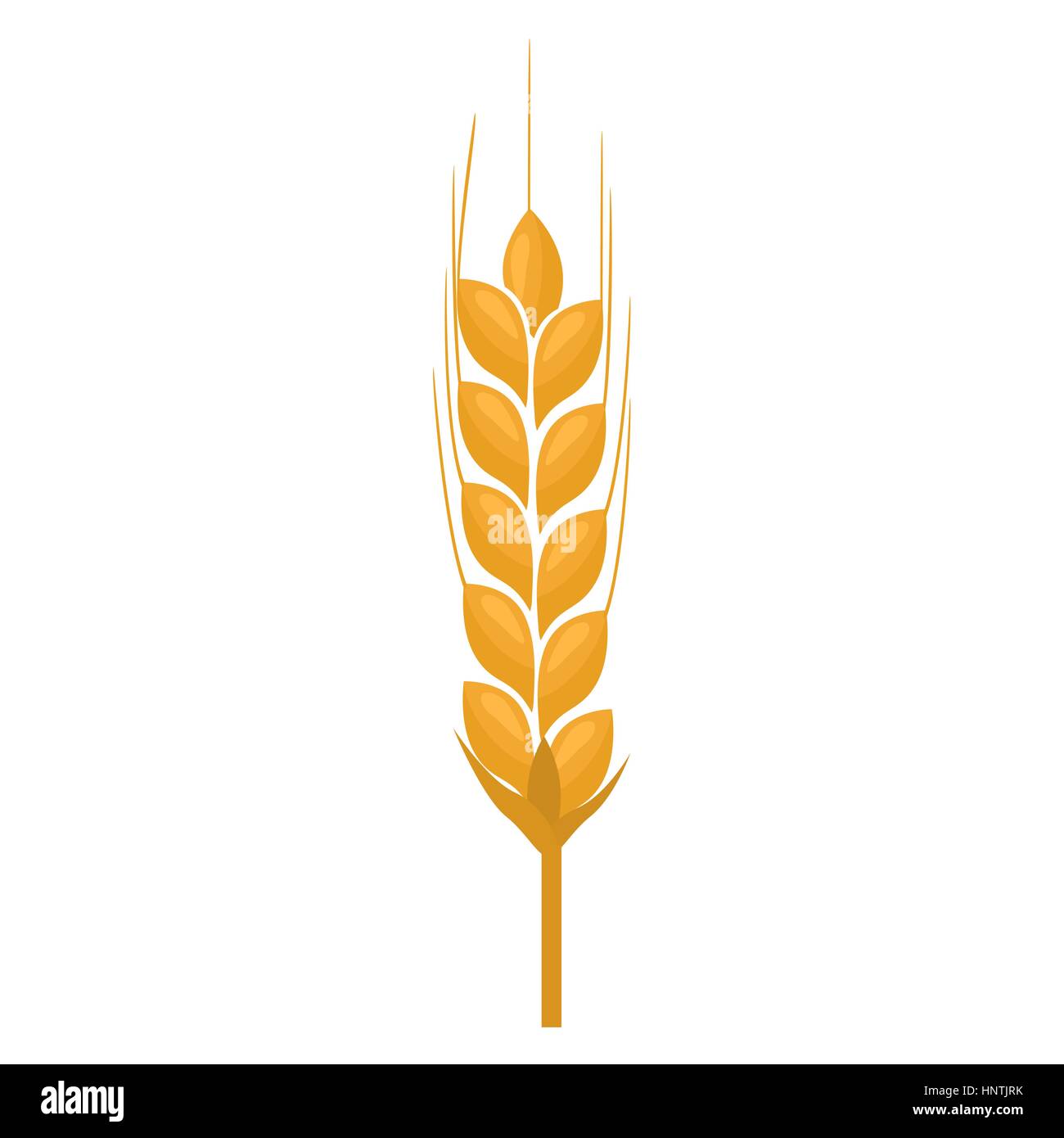 Wheat spica on white Stock Vector Images - Alamy
