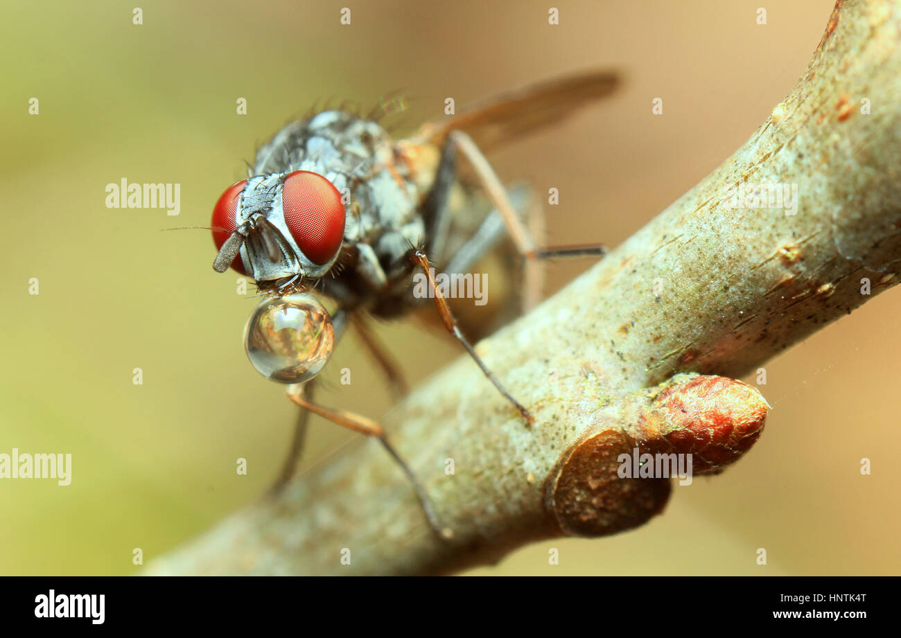 extreme macro of spiders/flies/bees with amazing colors and sharpeness ...