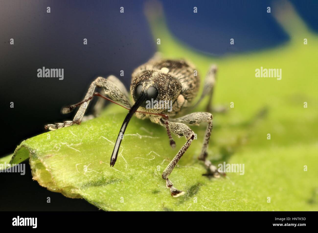 extreme macro of spiders/flies/bees with amazing colors and sharpeness ...