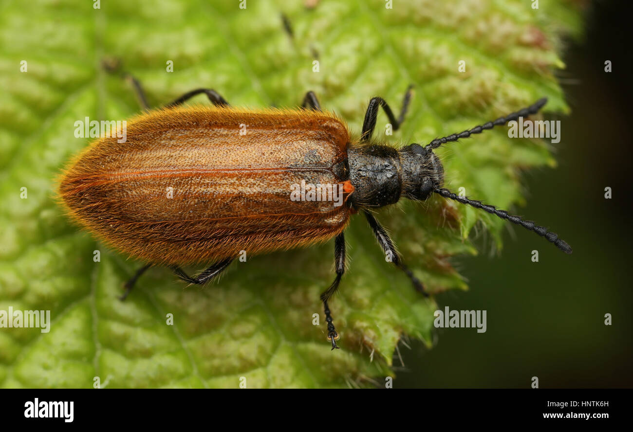 extreme macro of spiders/flies/bees with amazing colors and sharpeness ...