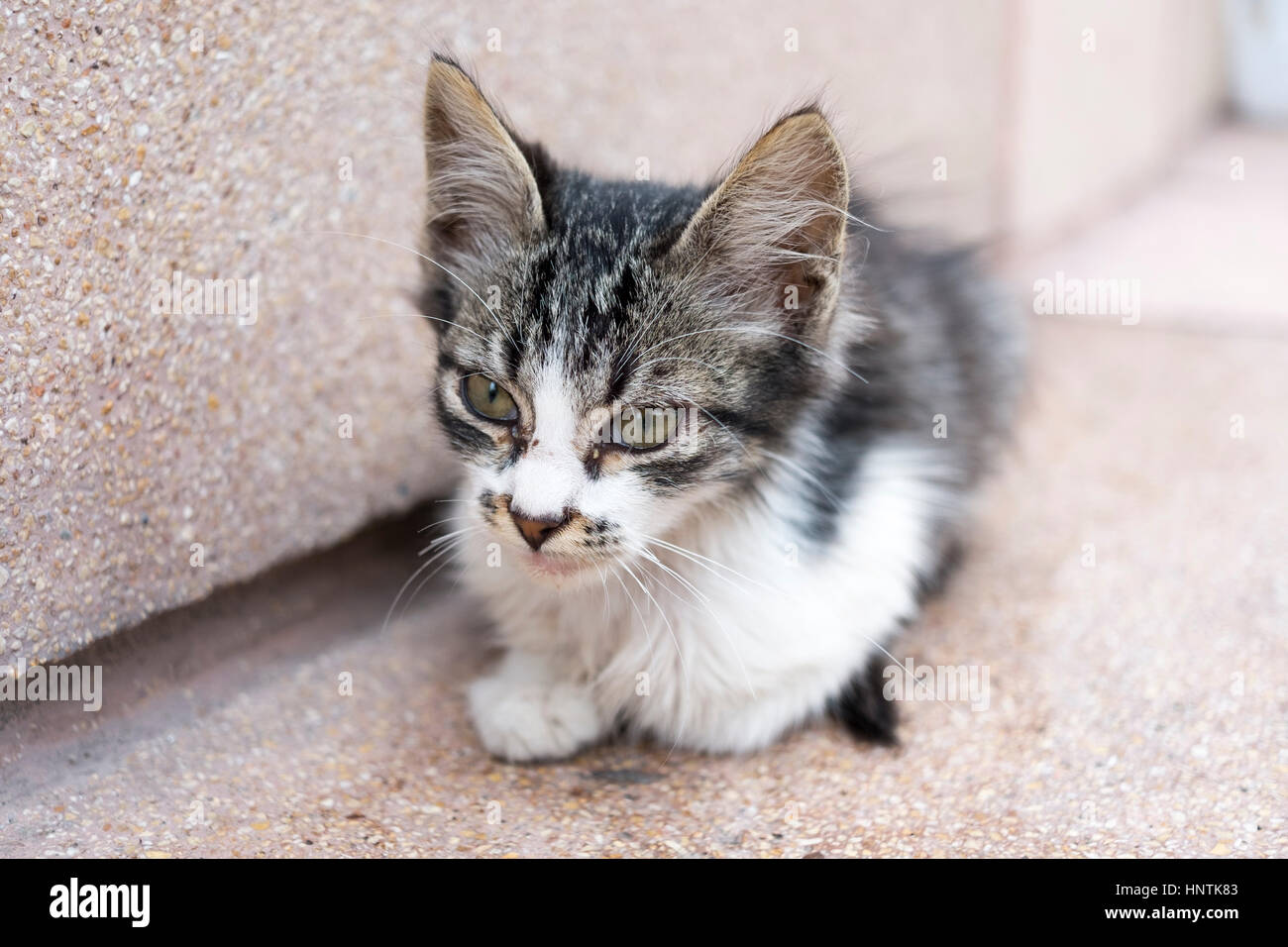 A cat in Parque Kennedy , Lima , Peru Stock Photo - Alamy