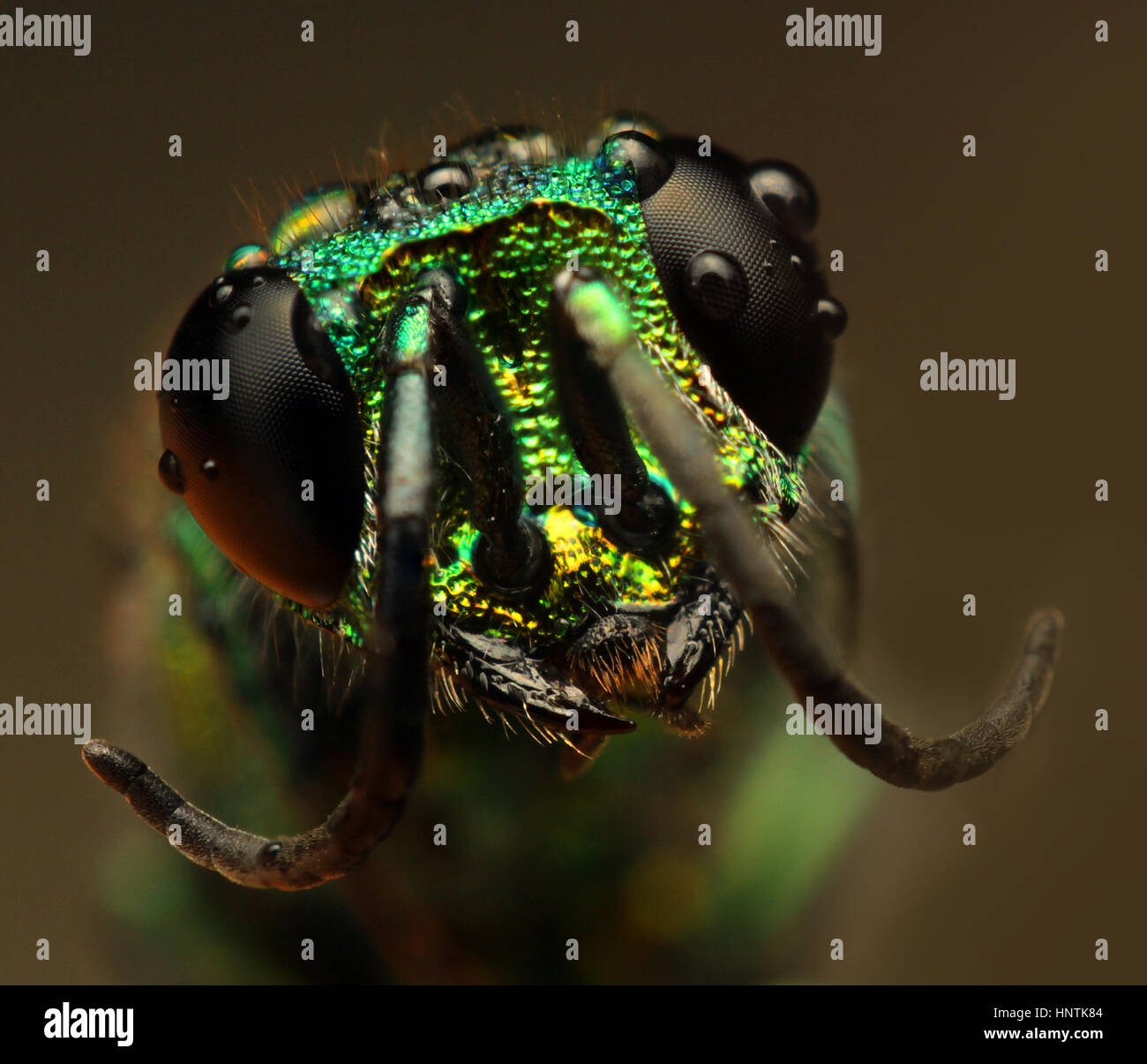 extreme macro of spiders/flies/bees with amazing colors and sharpeness ...