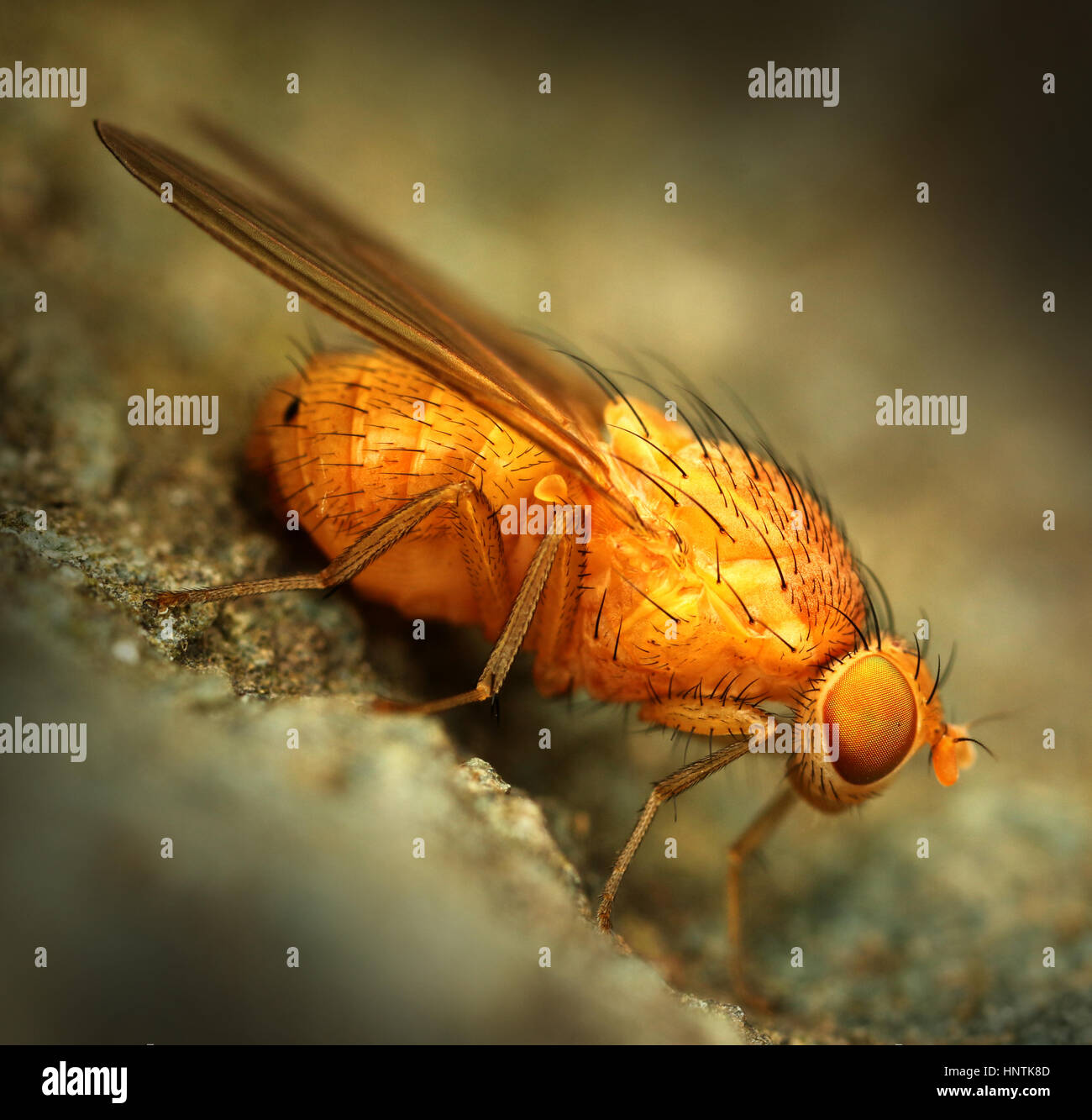 extreme macro of spiders/flies/bees with amazing colors and sharpeness ...