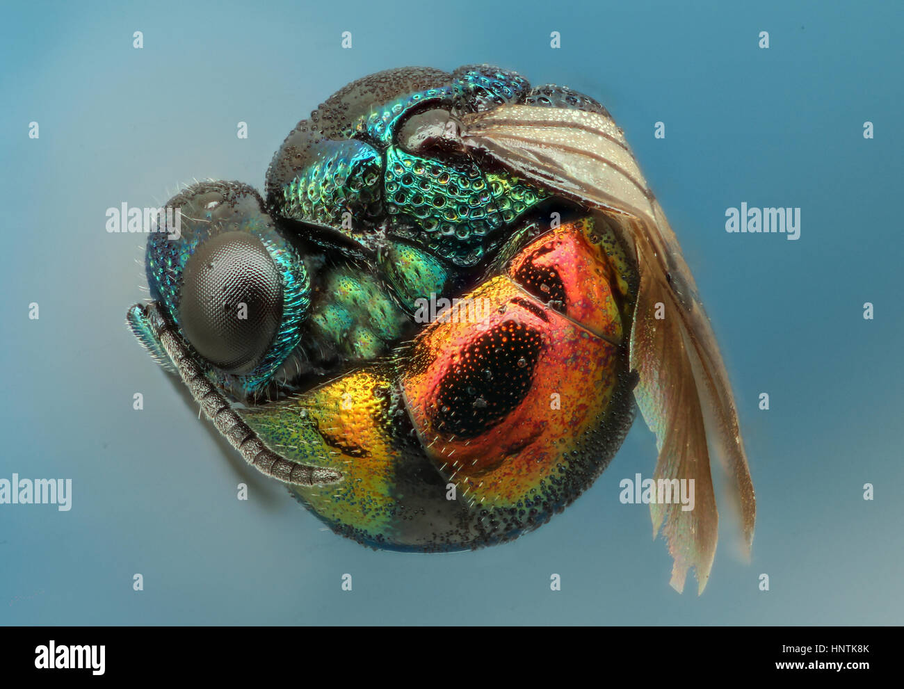 extreme macro of spiders/flies/bees with amazing colors and sharpeness ...