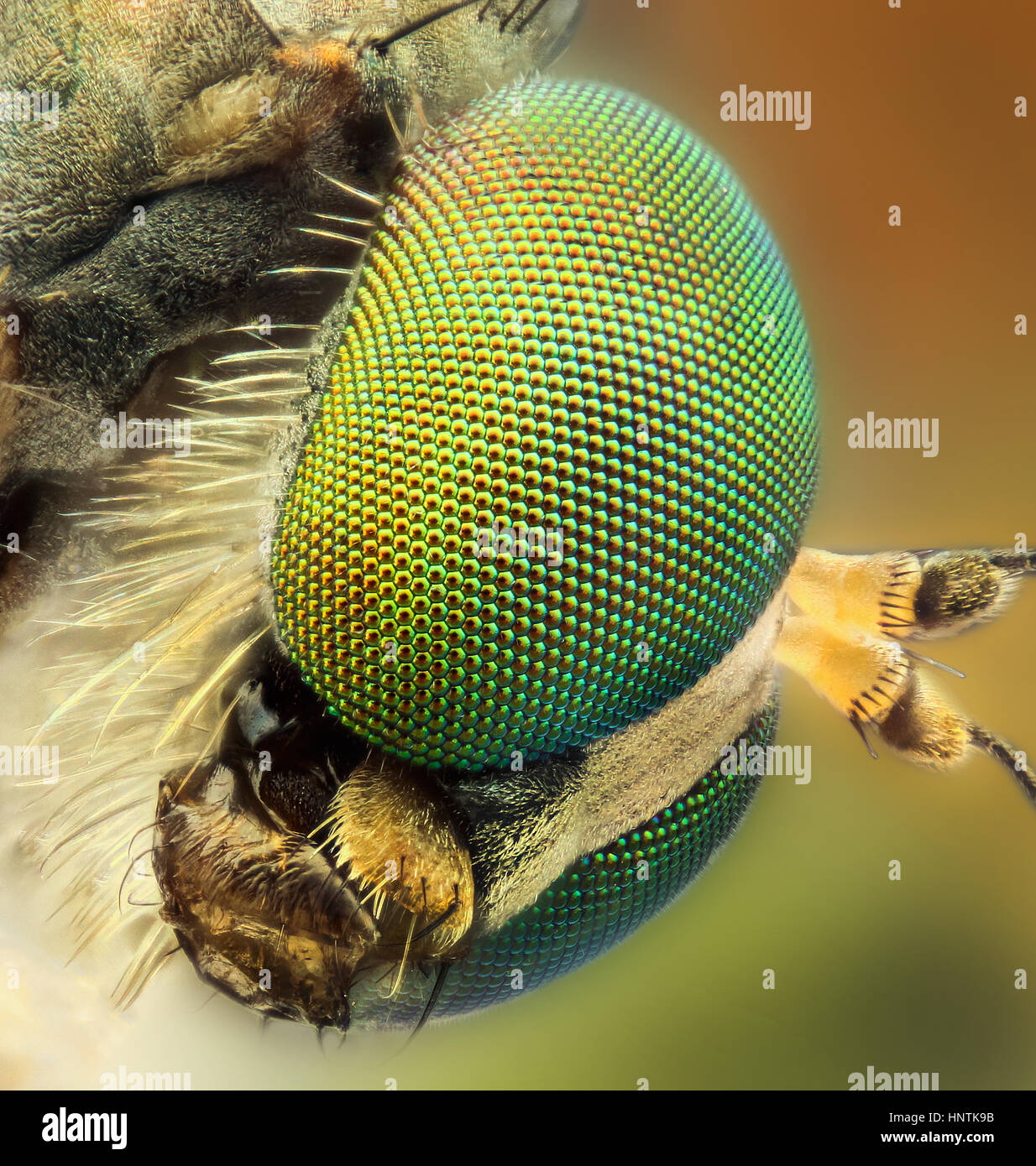 extreme macro of spiders/flies/bees with amazing colors and sharpeness ...