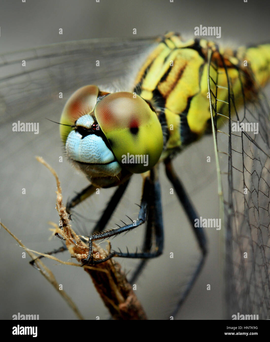 extreme macro of spiders/flies/bees with amazing colors and sharpeness ...