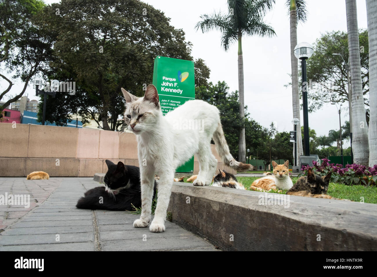 The Cats of Parque Kennedy , Lima , Peru Stock Photo - Alamy